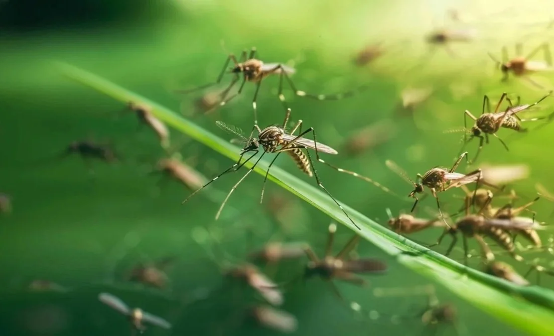 Впервые в истории Исландии обнаружены комары - Новости Таджикистана ...