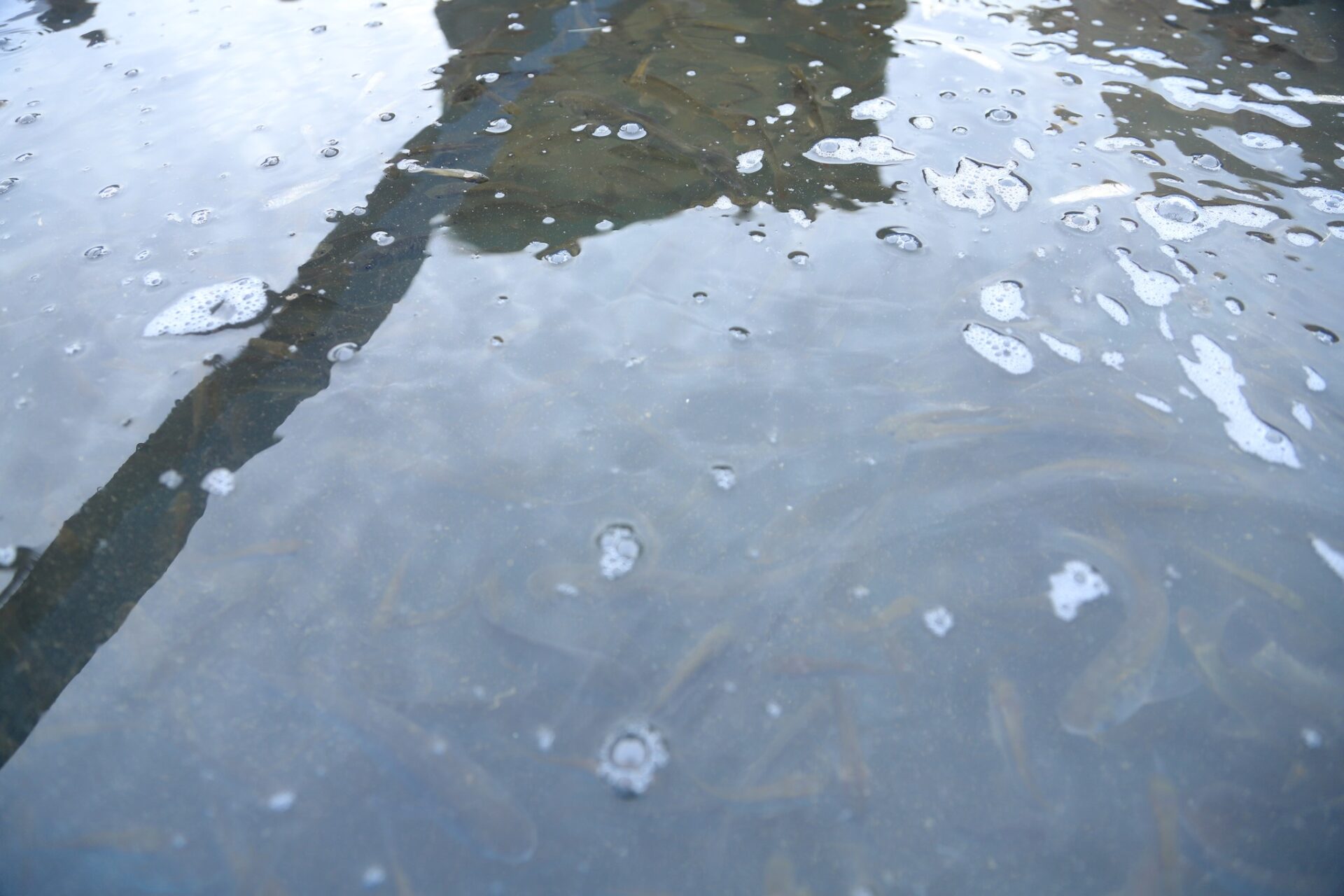 300,000 fish fry were released into the Sarband Reservoir. - Tajikistan ...