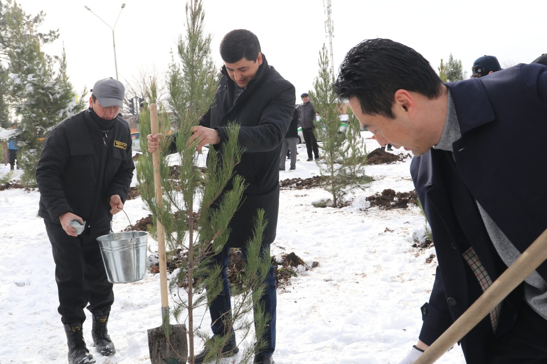 More than 500 pine saplings were planted in Dushanbe as part of the ...