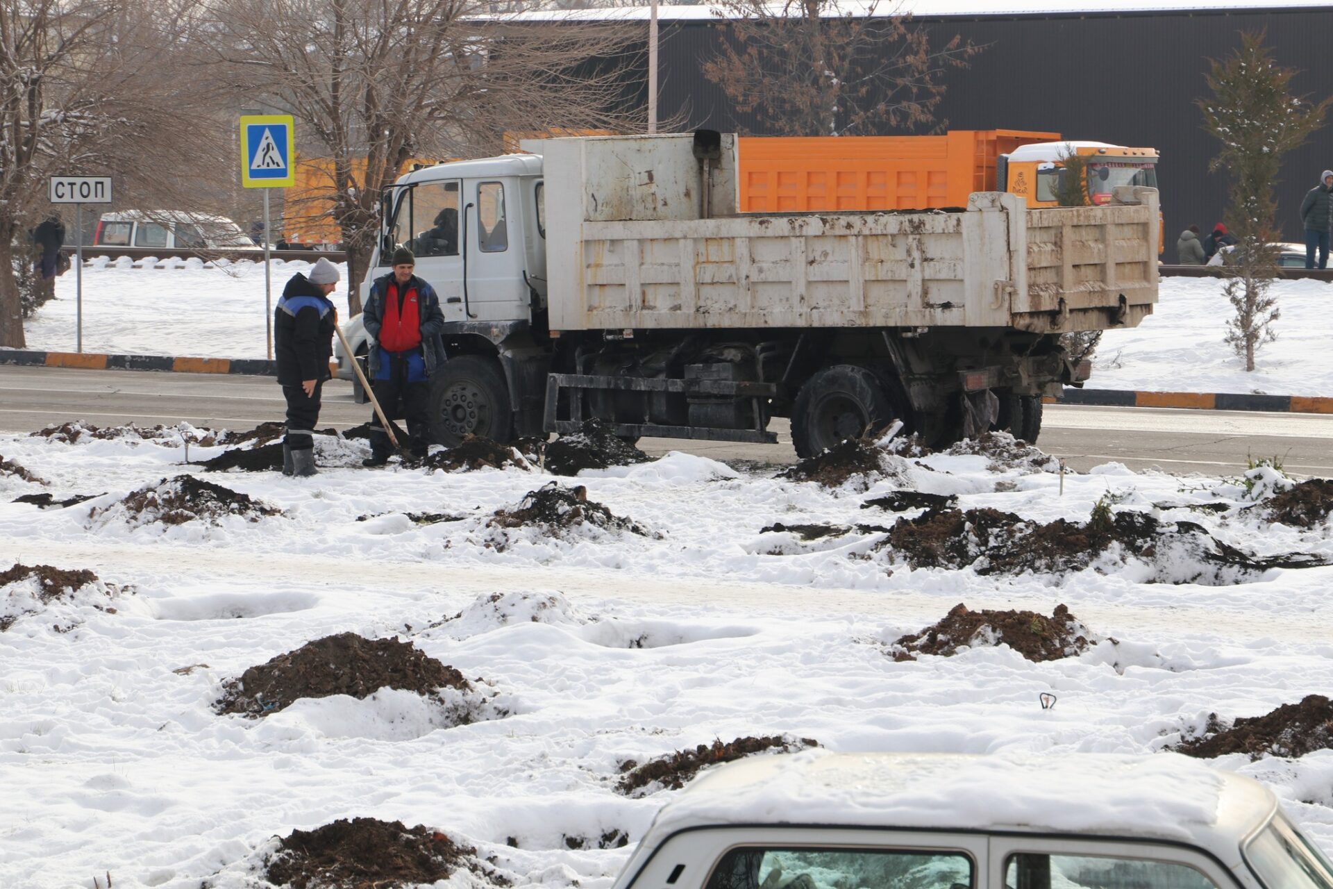 More than 500 pine saplings were planted in Dushanbe as part of the ...